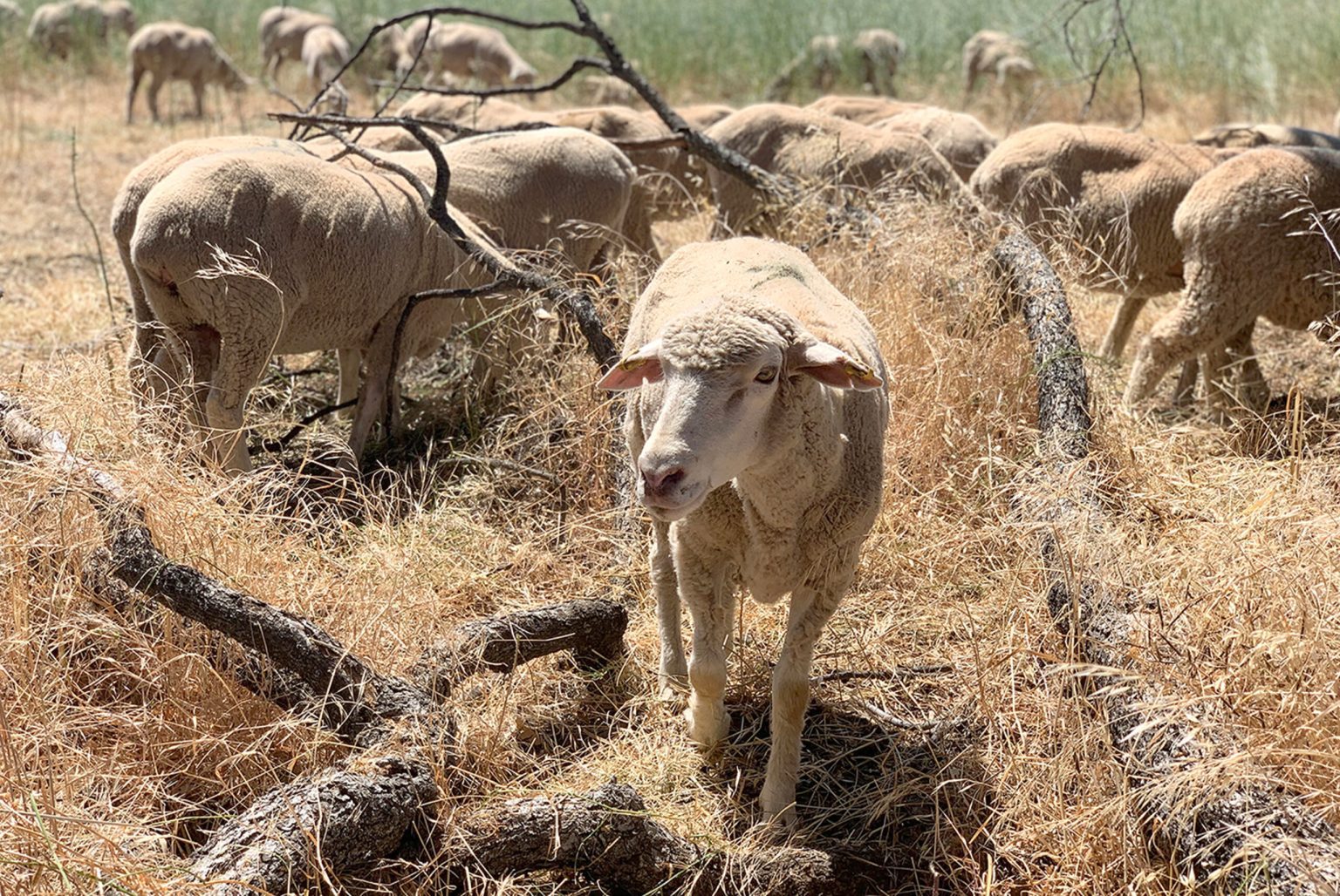 Sheep grazing helps reduce wildfire risk and restore native habitat at ...