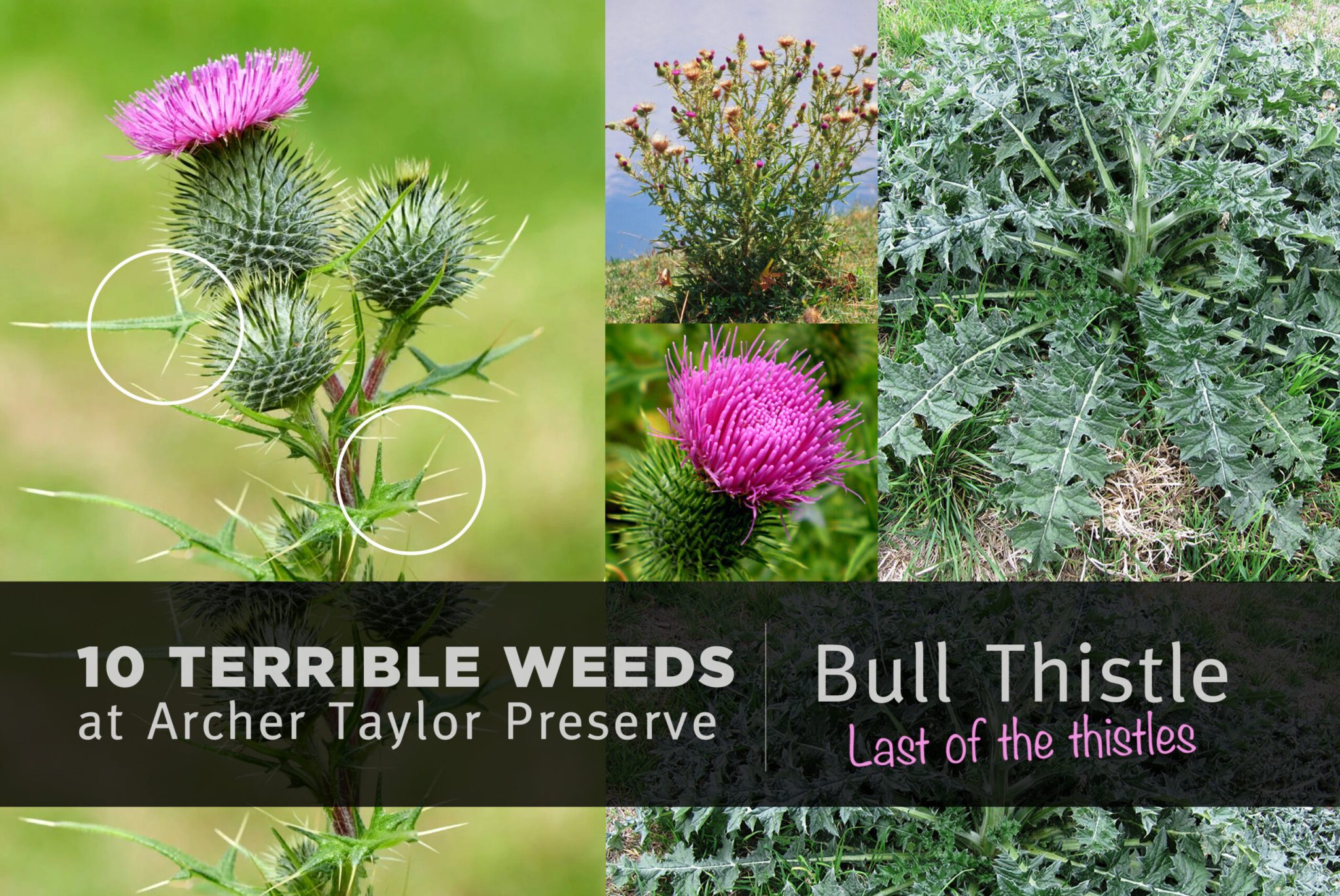 Fun Fact Friday–“10 Terrible Weeds: #7 Bull Thistle” — Land Trust of ...