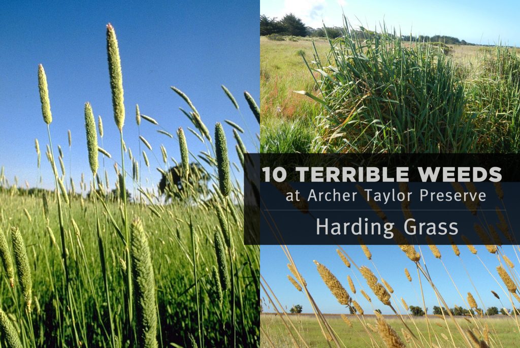 Fun Fact Friday–“10 Terrible Weeds: #10 Harding Grass” — Land Trust of ...