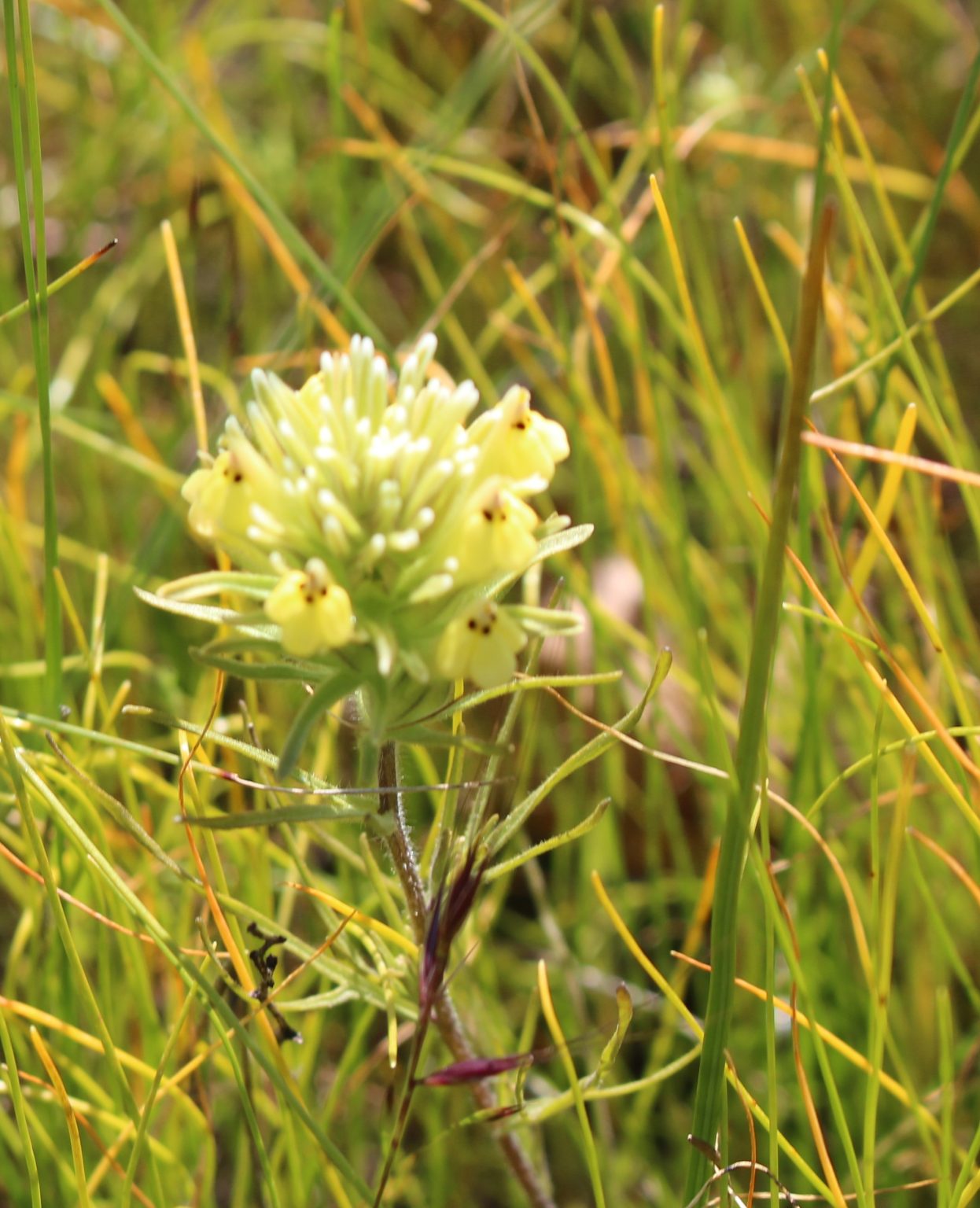 Mead Ranch Preserve — Land Trust of Napa County