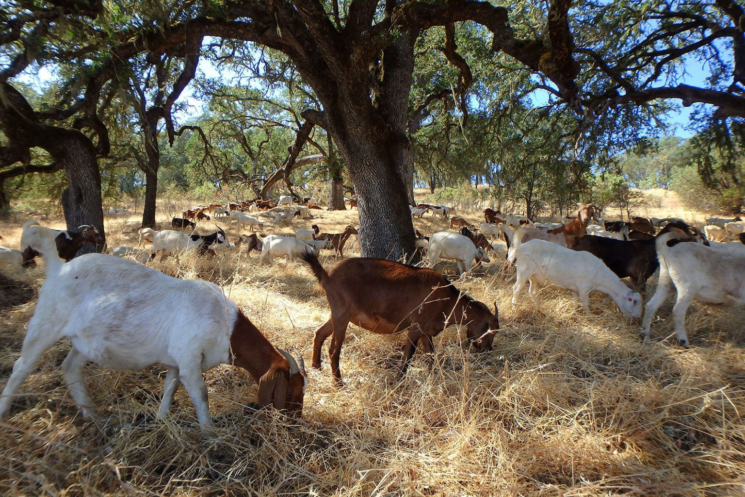 New Peer-Reviewed Study Shows Targeted Grazing Boosts Native Plant ...