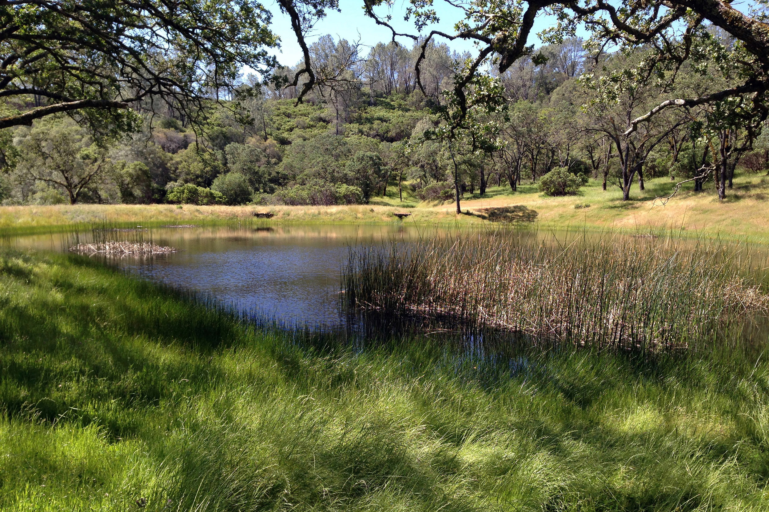 Wragg Ridge Ridgetop Hike — Land Trust of Napa County