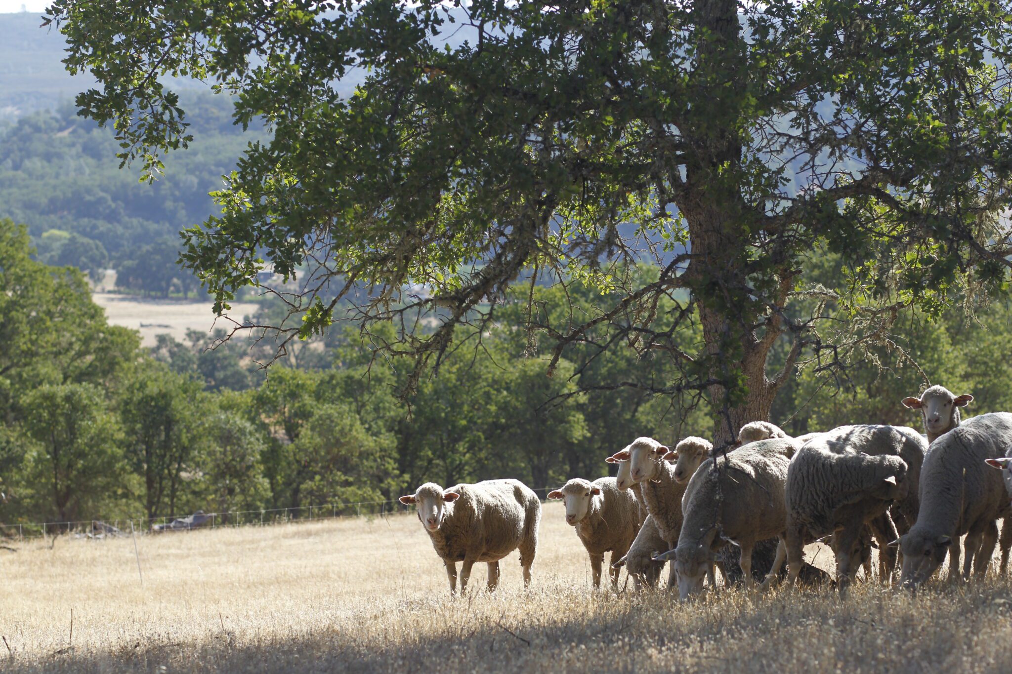 New Peer-Reviewed Study Shows Targeted Grazing Boosts Native Plant ...